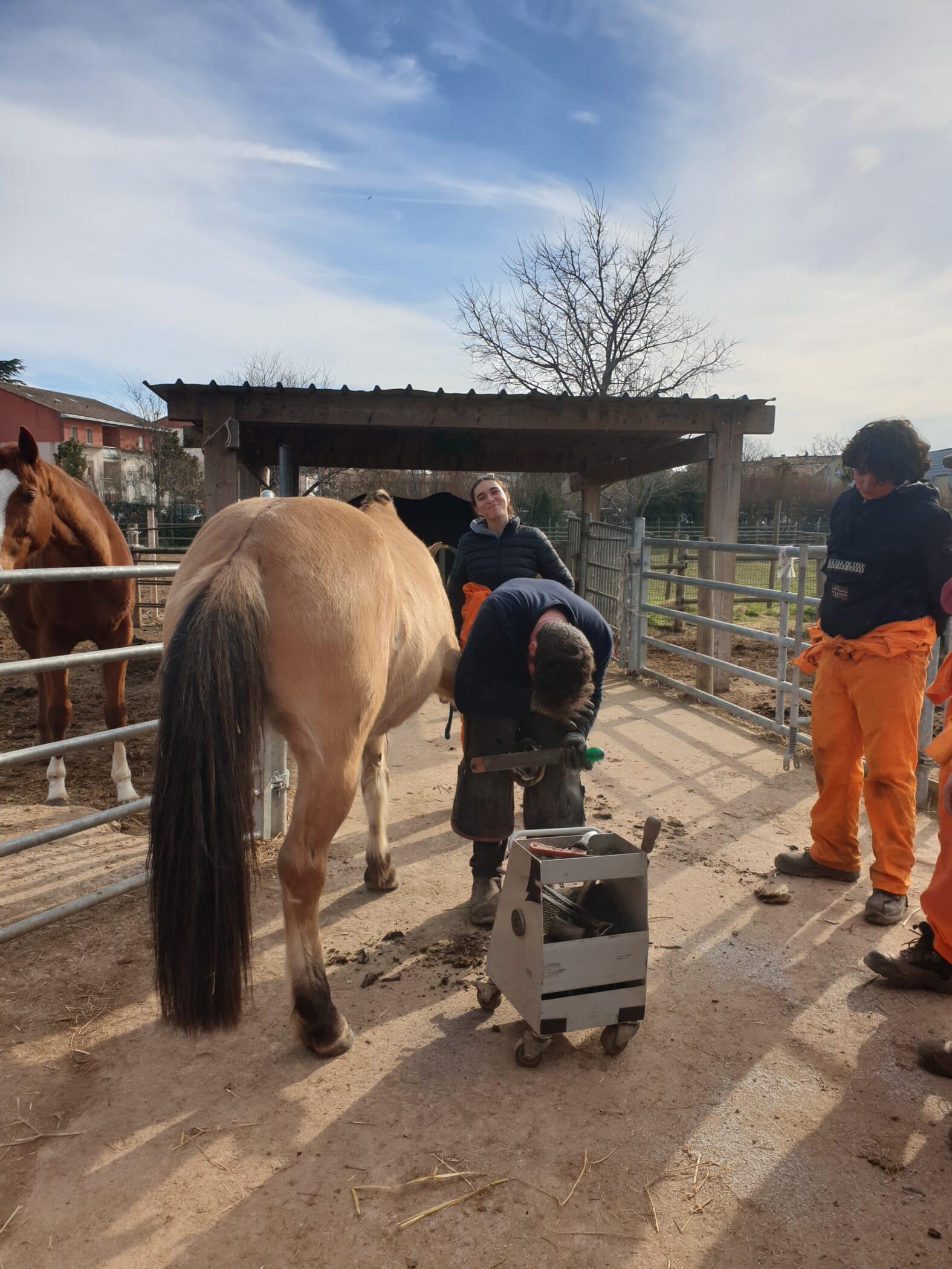 Ferrage des chevaux - Campus Provence Verte