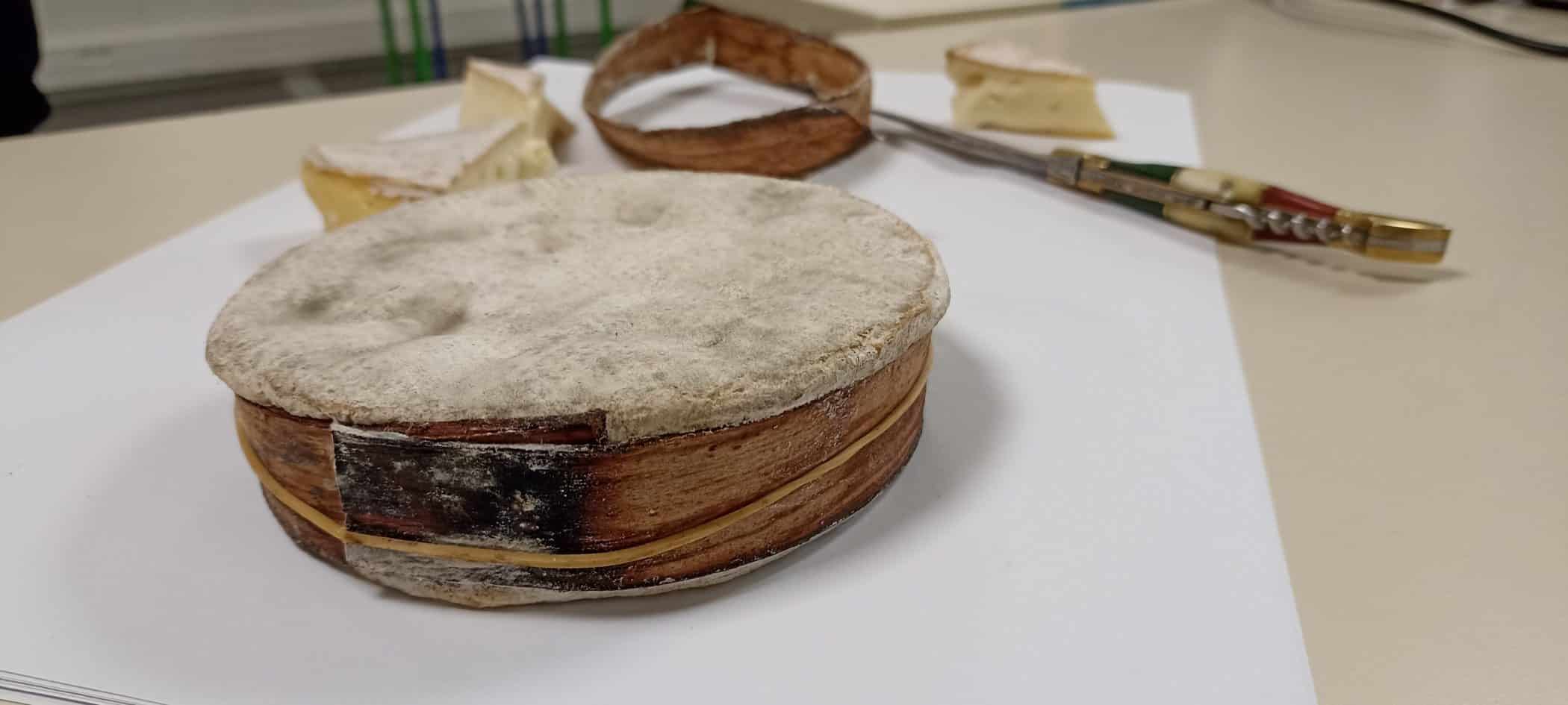 Dégustation de fromage - Campus Provence Verte